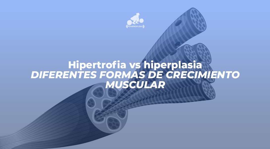 Hipertrofia vs hiperplasia. Diferentes formas de crecimiento muscular ...