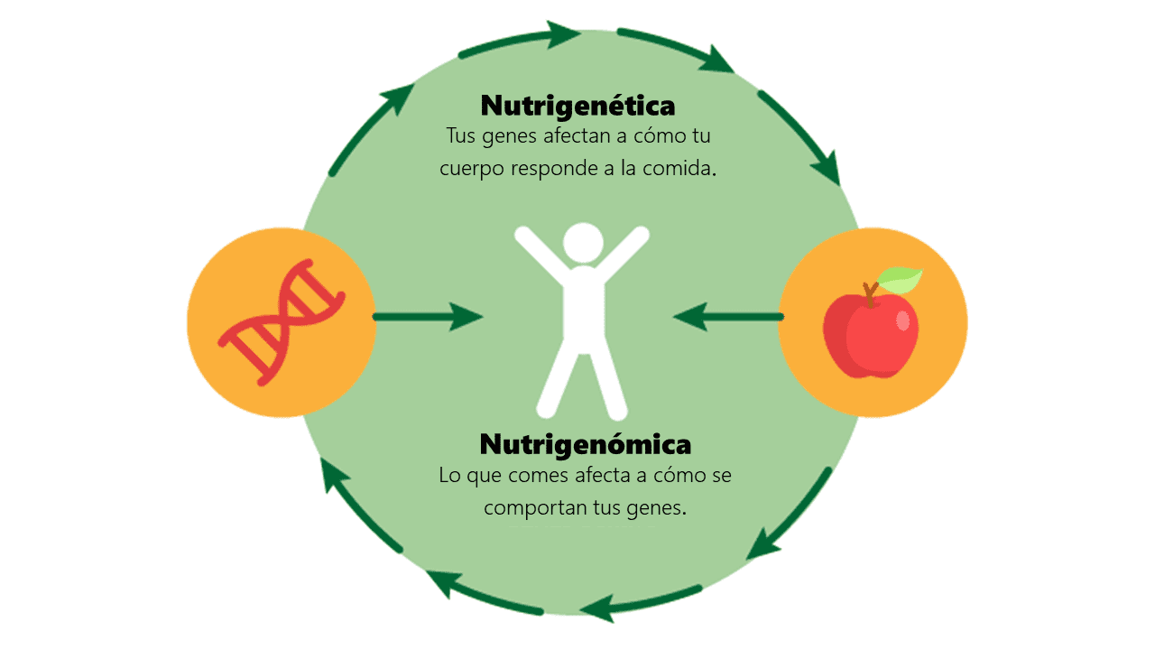Nutrigenómica y nutrigenética. ¿El futuro de la nutrición deportiva ...